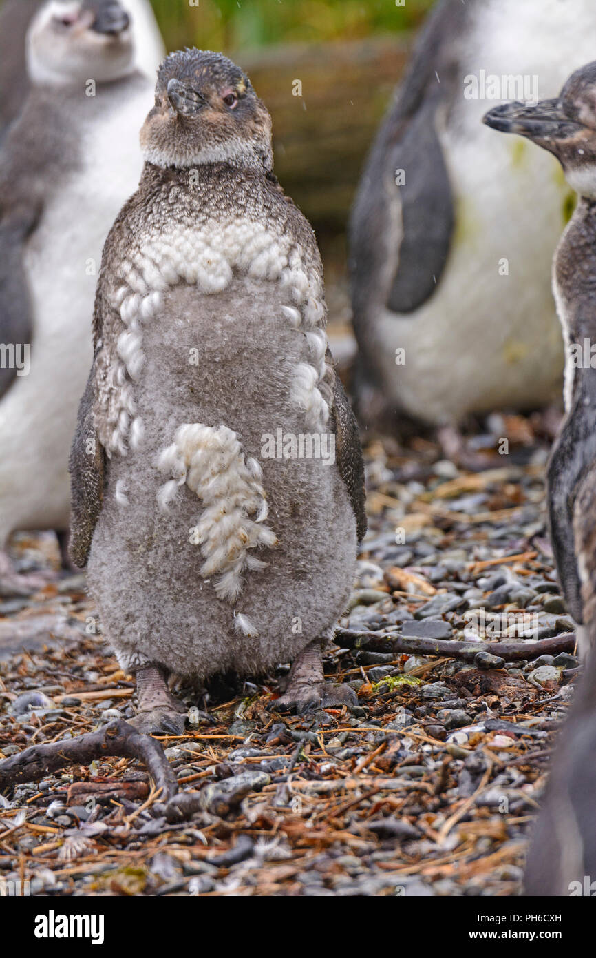 Baby Magellanic Penguin Molting on a Nesting Island in Tierra del Fuego ...