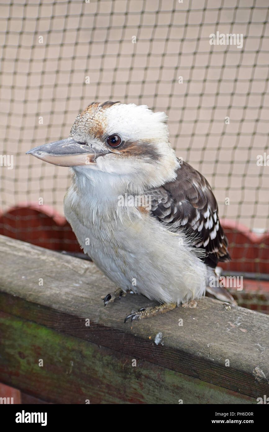 Laughing Kookaburra, Sitting on Fence Stock Photo - Alamy
