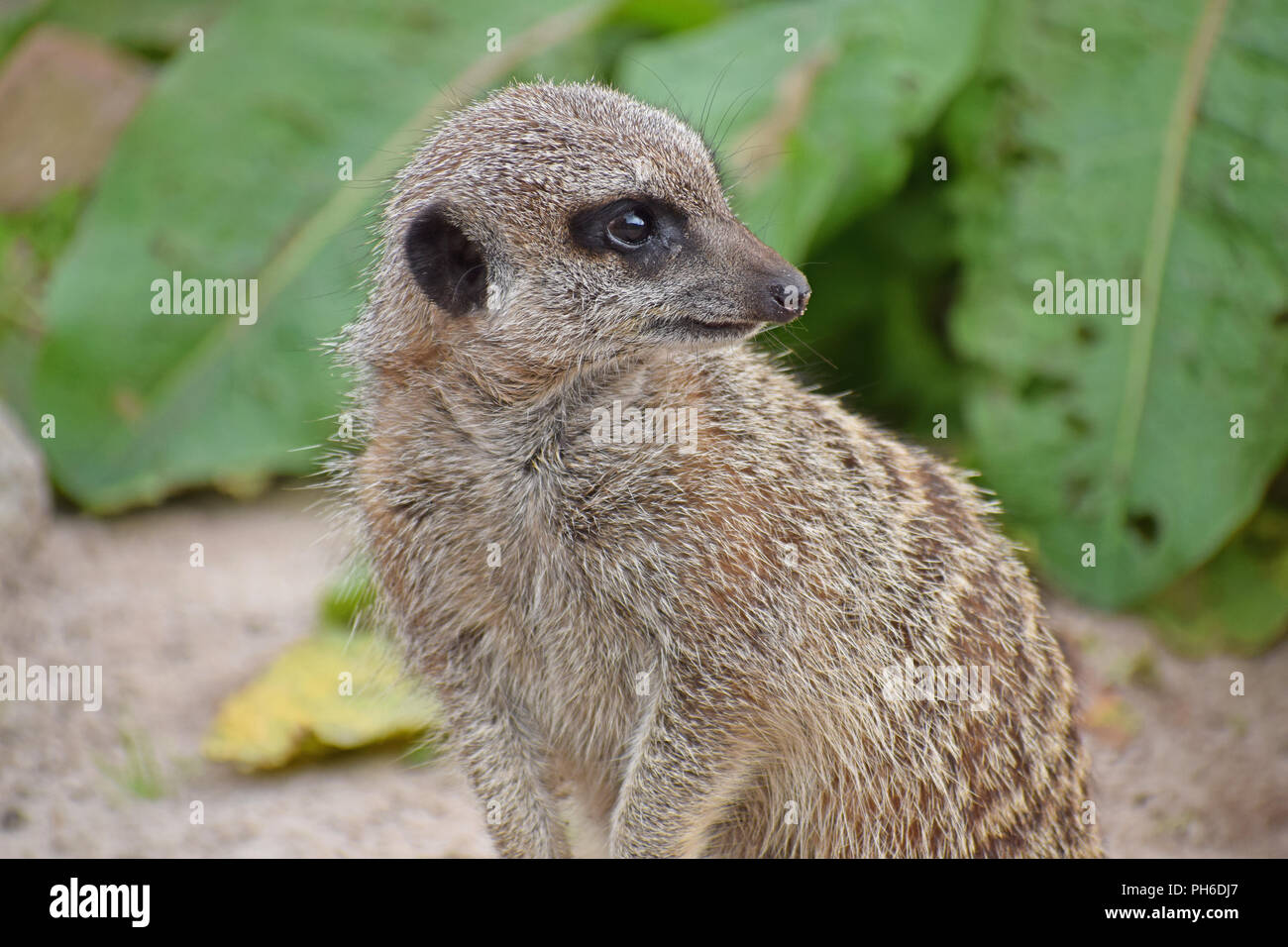 Meerkat - Watching, on Guard Stock Photo - Alamy