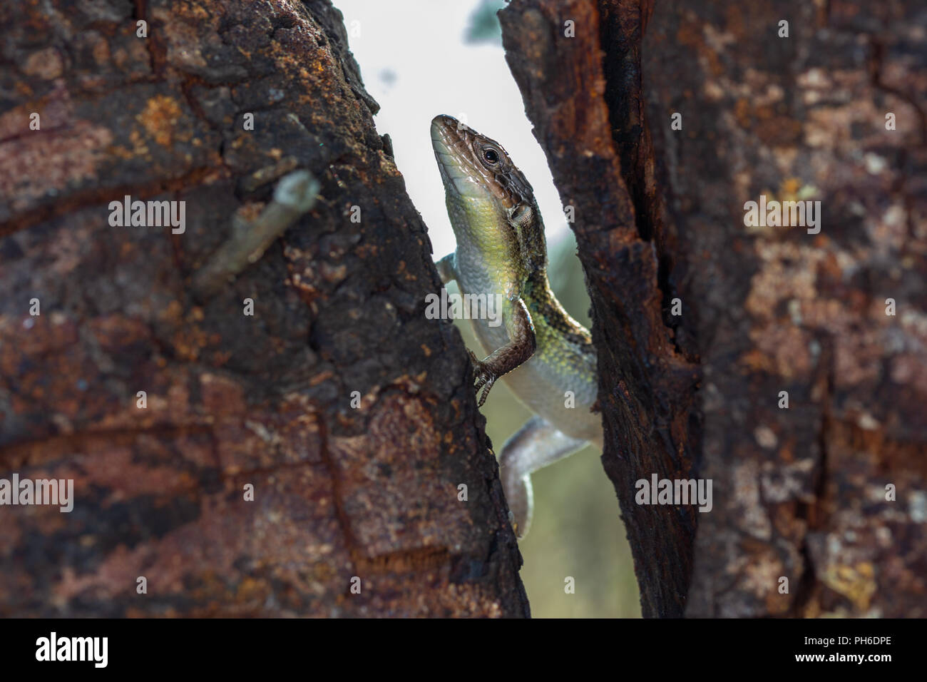 Lizard photographed in its natural environment Stock Photo - Alamy