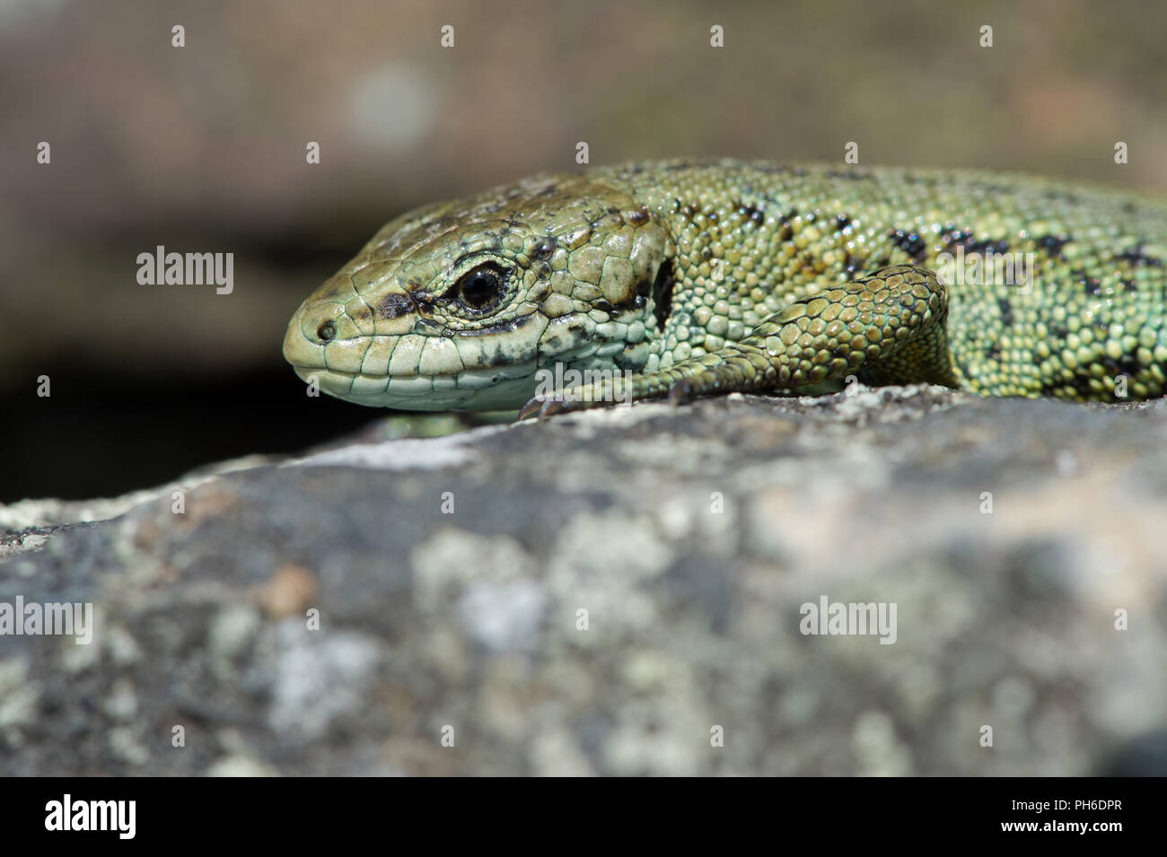 Viviparous species hi-res stock photography and images - Alamy