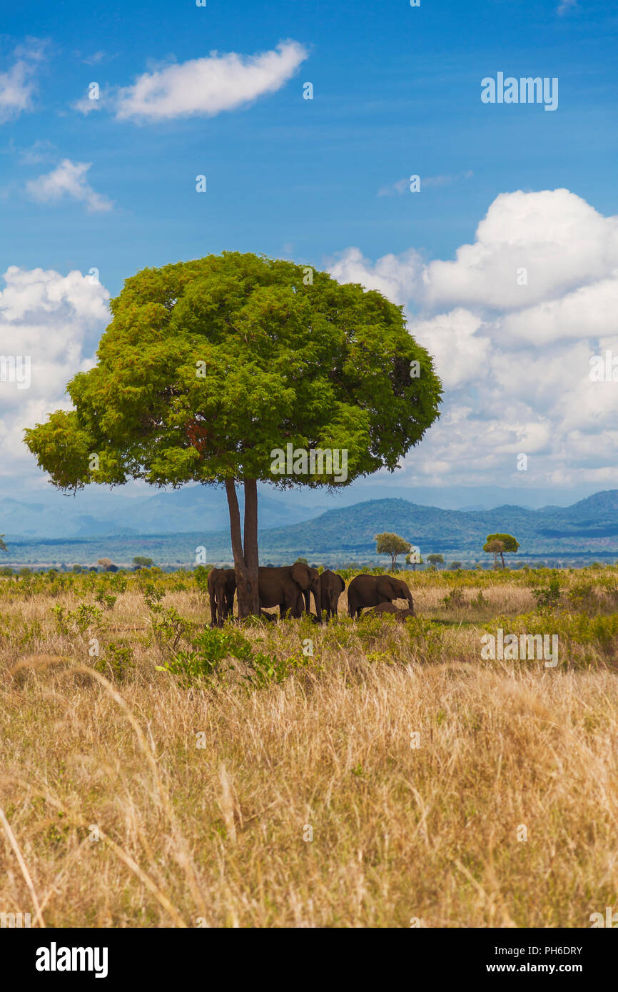 Lonely tree, Savanna landscape, Tanzania, East Africa Stock Photo - Alamy