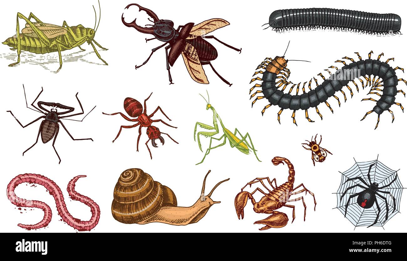 Big set of insects. Vintage Pets in house. Bugs Beetles Scorpion Snail ...
