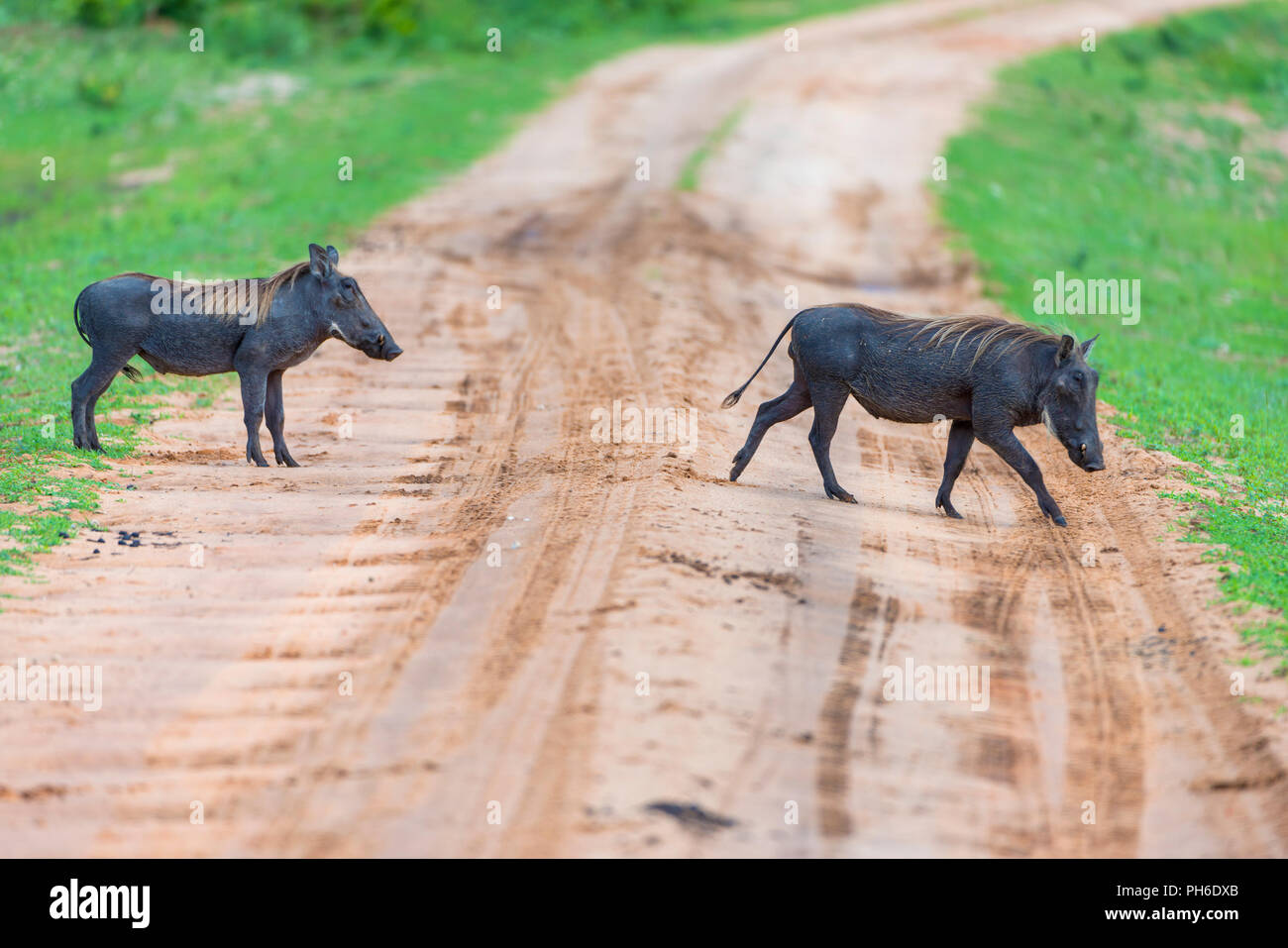 Common Warthog (Phacochoerus africanus), Tanzania, East Africa Stock ...