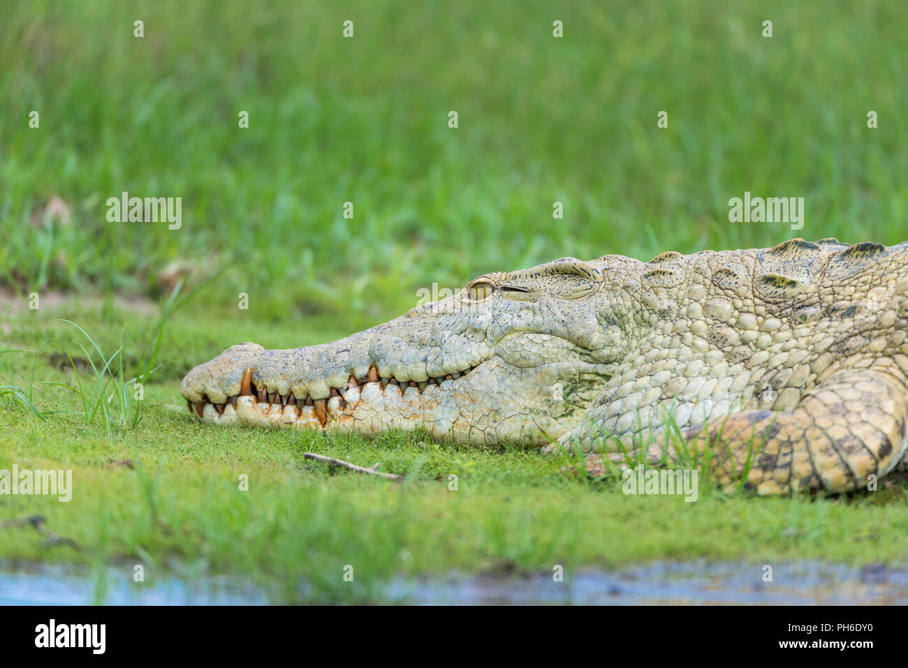 Nile crocodile (Crocodylus niloticus), Rufiji river, Tanzania, East ...