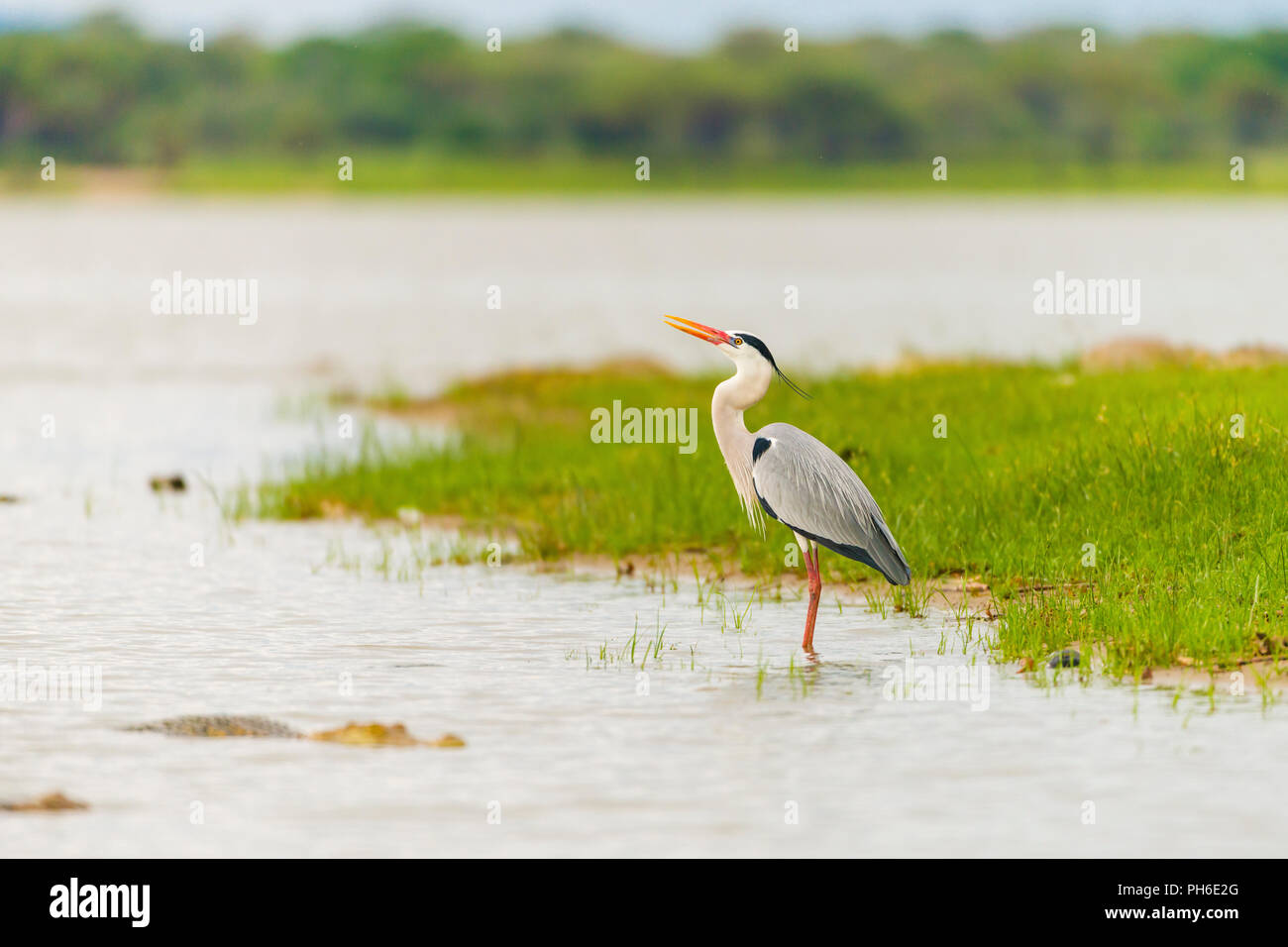 Rufiji river hi-res stock photography and images - Alamy