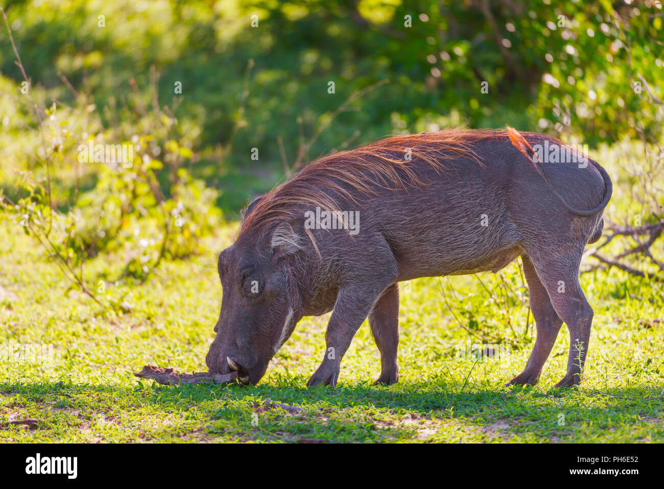 Common Warthog (Phacochoerus africanus), Tanzania, East Africa Stock ...