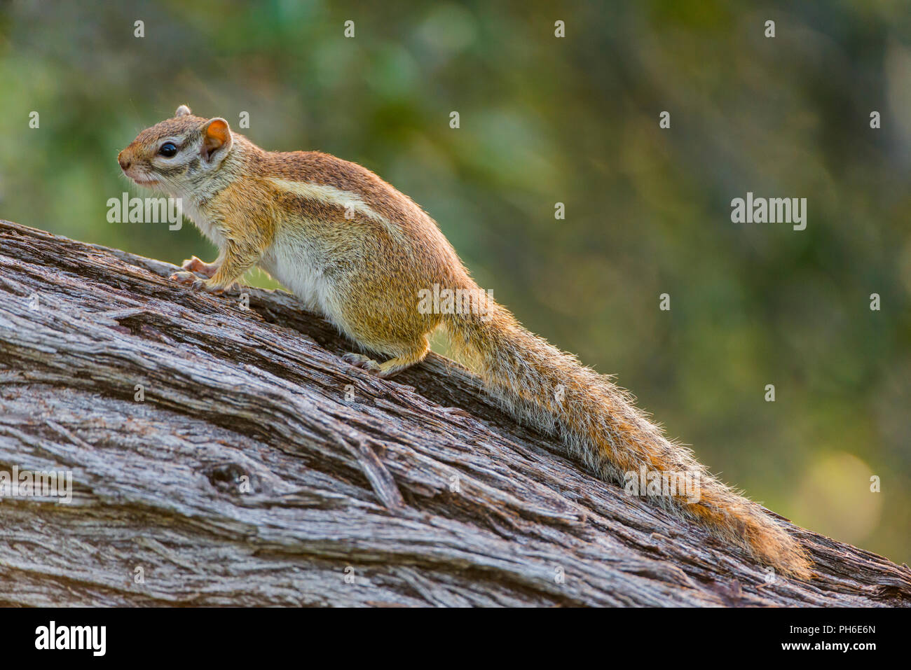 Tree Squirrel, Smith's bush squirrel, yellow-footed squirrel, Paraxerus ...