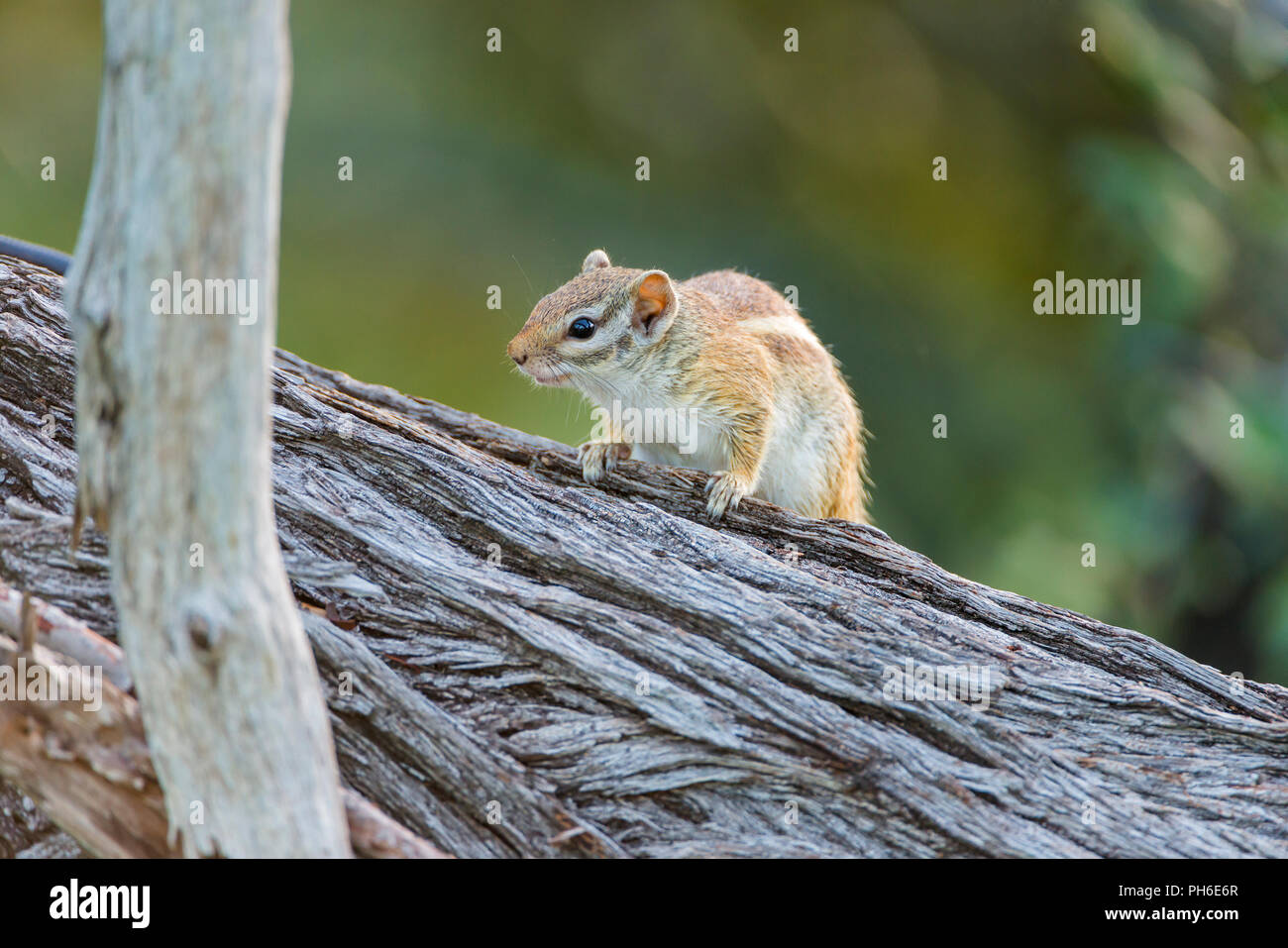 Tree Squirrel, Smith's bush squirrel, yellow-footed squirrel, Paraxerus ...