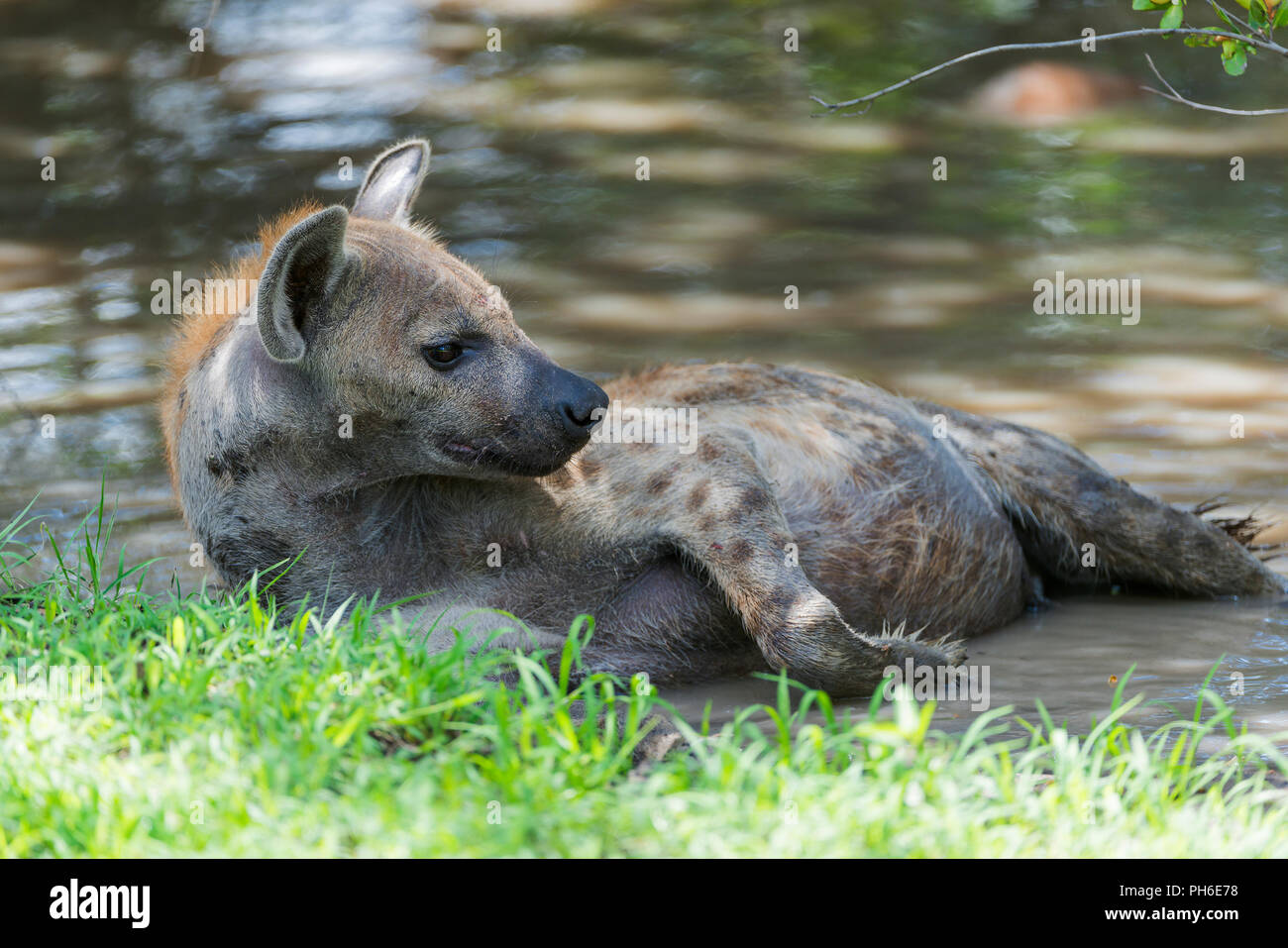 spotted hyena (Crocuta crocuta), Tanzania, East Africa Stock Photo - Alamy