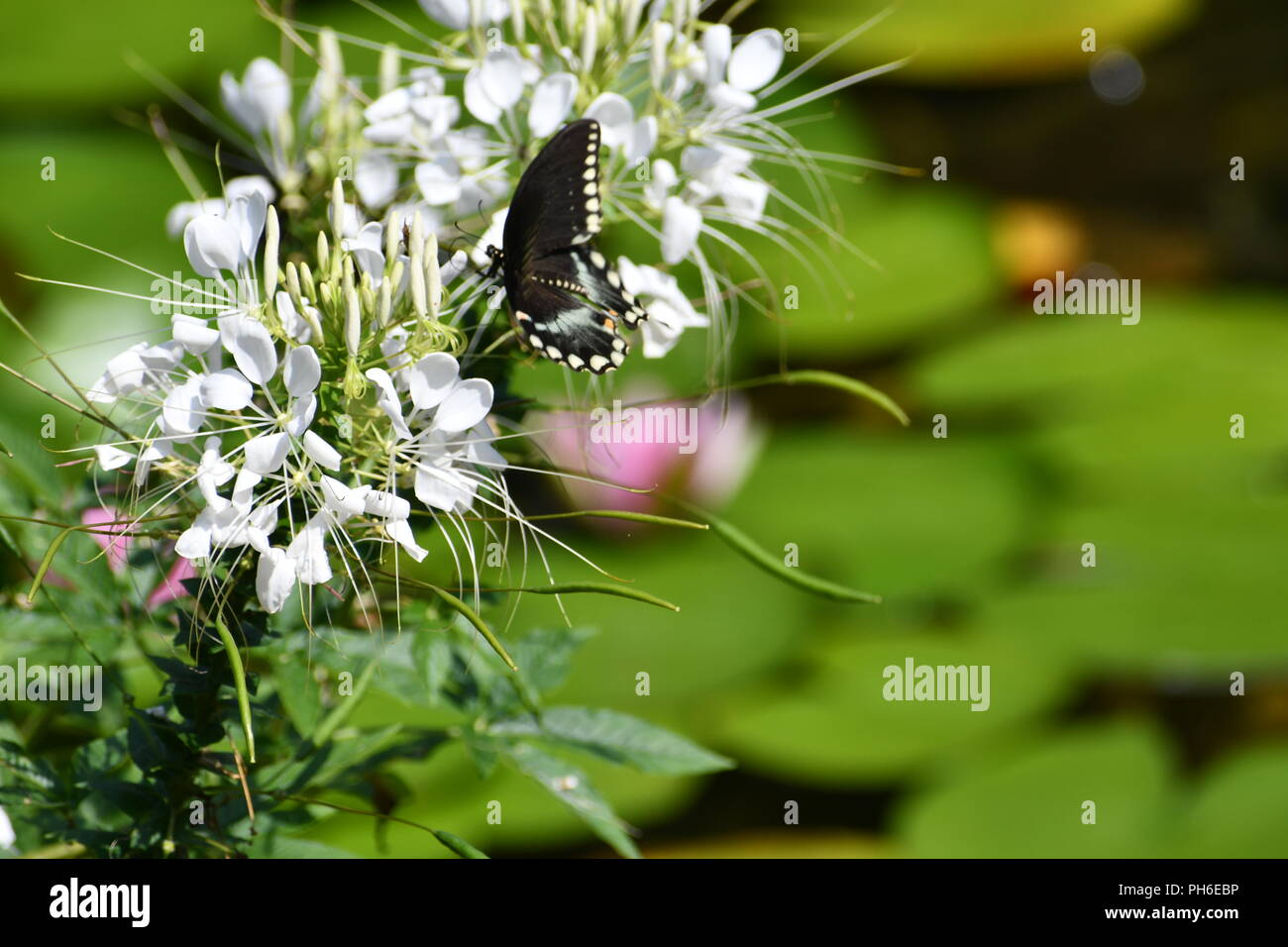 black swallowtail butterfly Stock Photo - Alamy