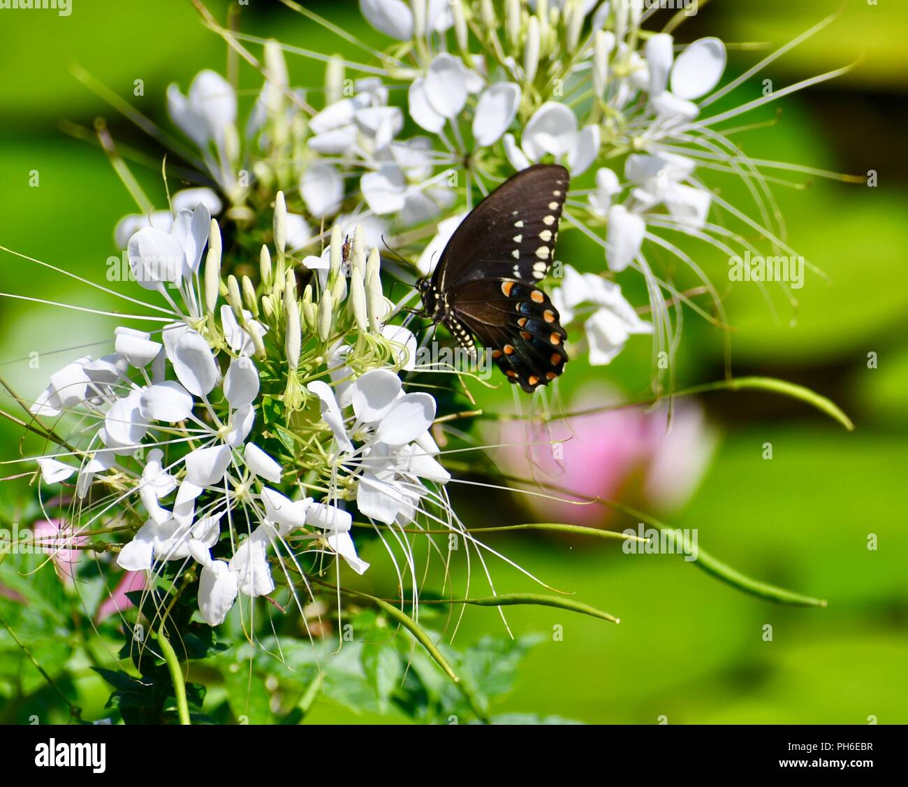 Butterfly insect black hi-res stock photography and images - Alamy