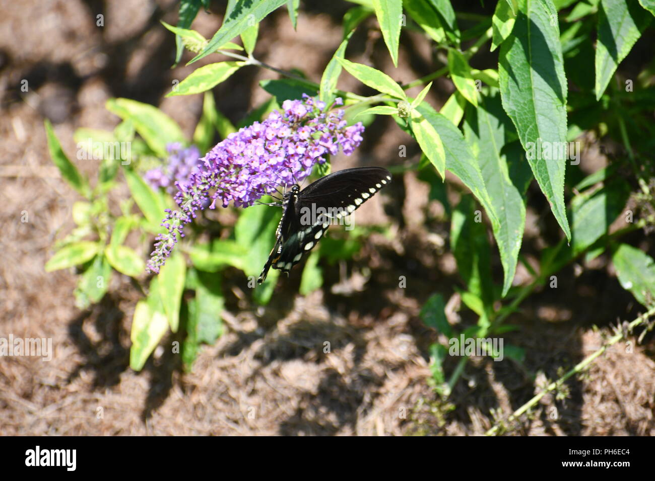Butterfly insect black hi-res stock photography and images - Alamy