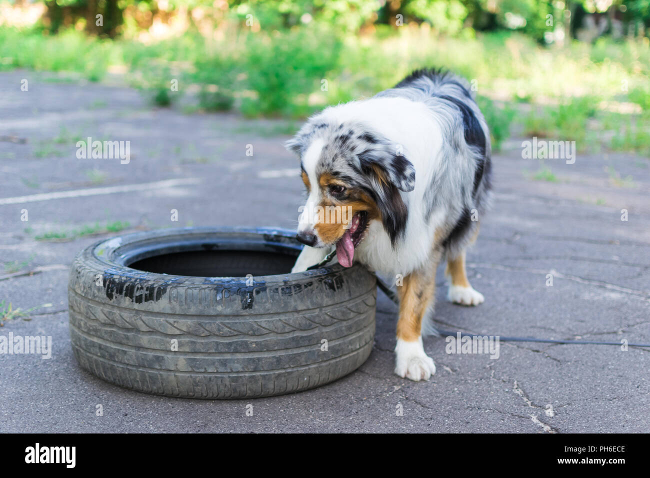 Australian shepherd playing in nature with a rubber wheel from the car ...