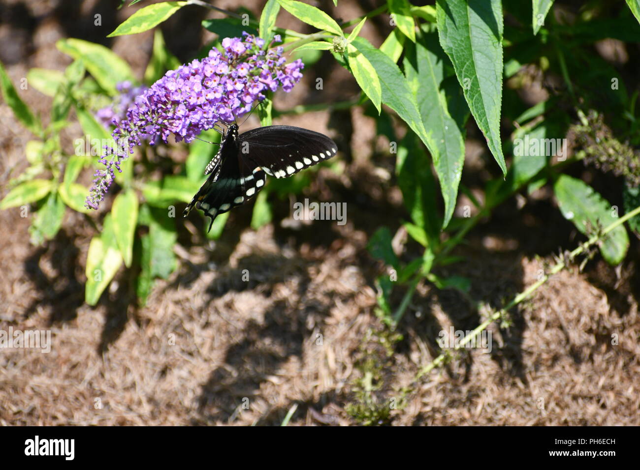 black swallowtail butterfly Stock Photo - Alamy