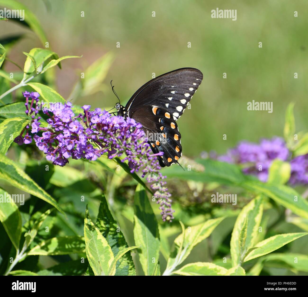 black swallowtail butterfly Stock Photo - Alamy