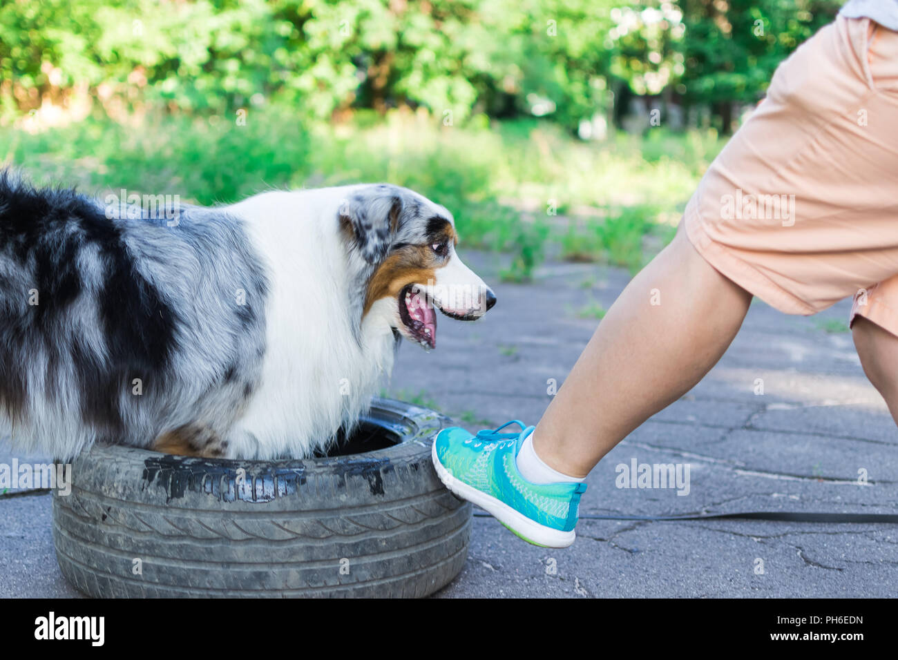 Australian shepherd playing with a rubber wheel from the car in nature ...