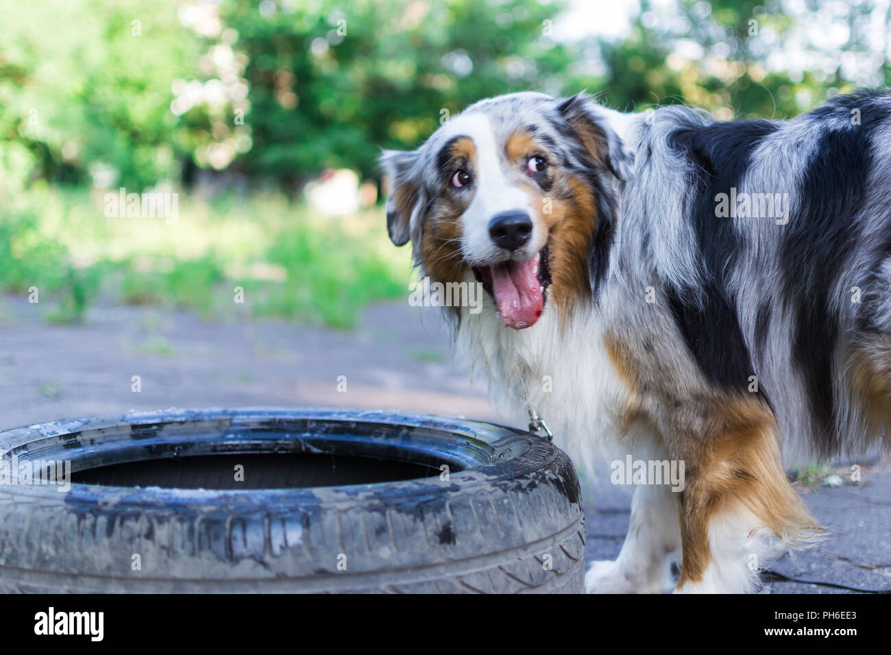 Australian shepherd playing in nature with a rubber wheel from the car ...