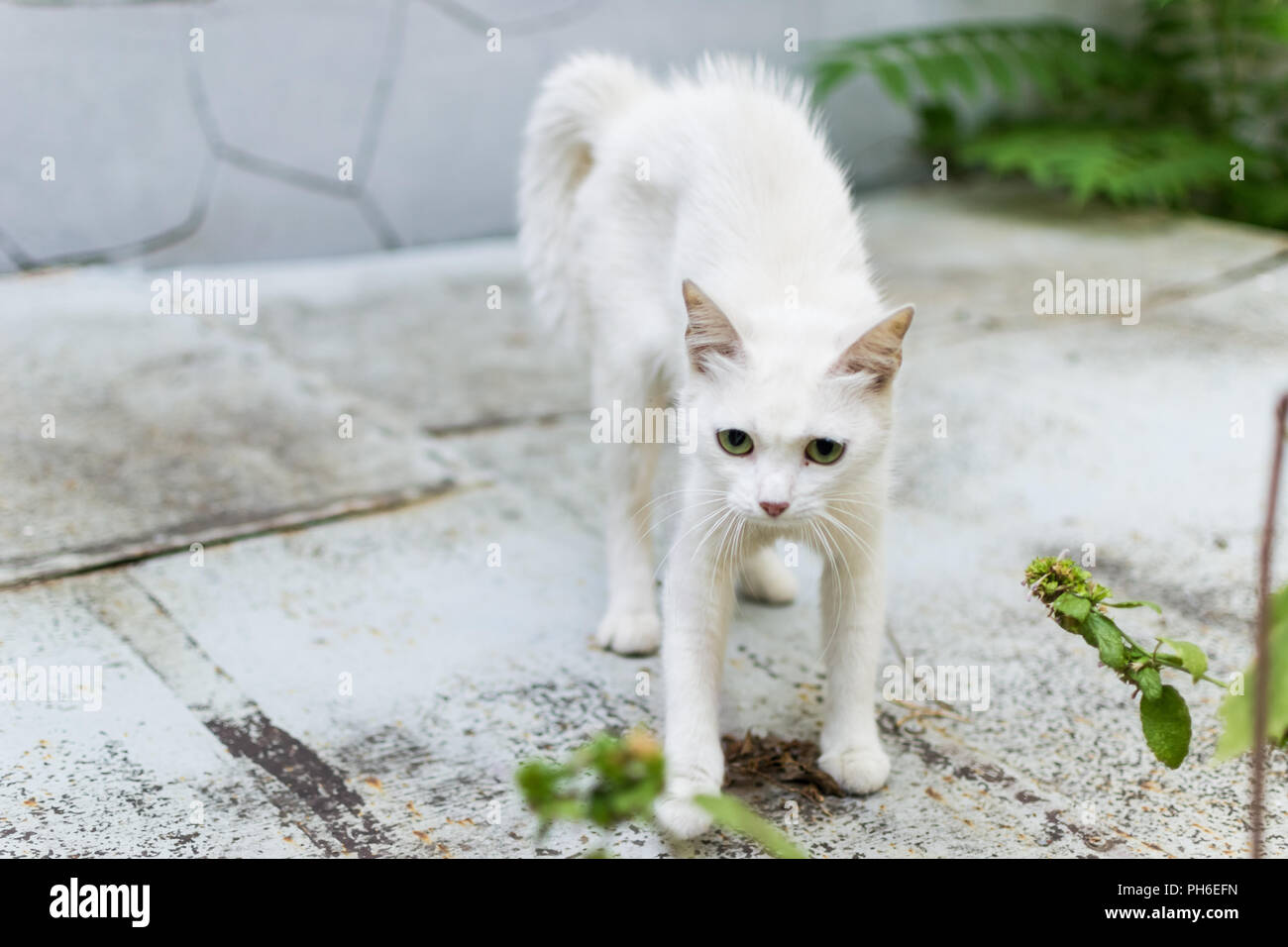A white stray cat feels threatened and makes a hunchback. Cat rounded ...