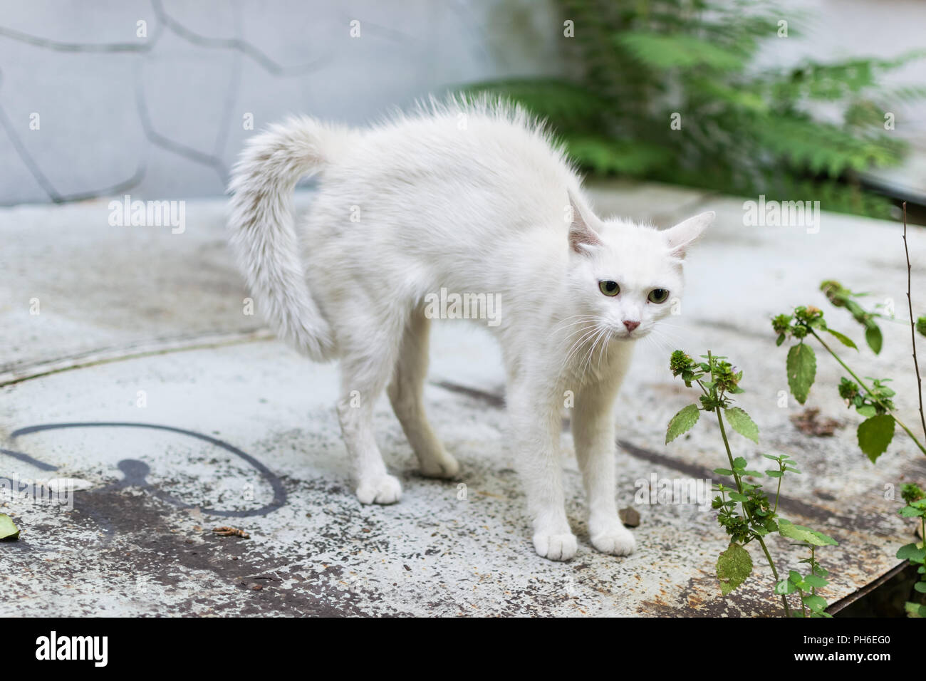 A white stray cat feels threatened and makes a hunchback. Cat rounded ...