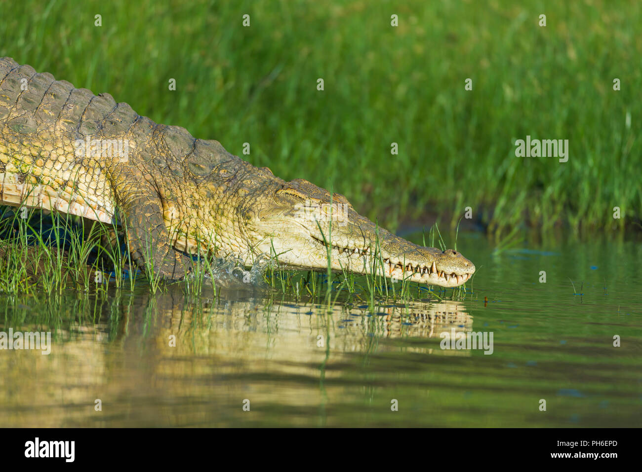 Crocodylus niloticus grass hi-res stock photography and images - Alamy