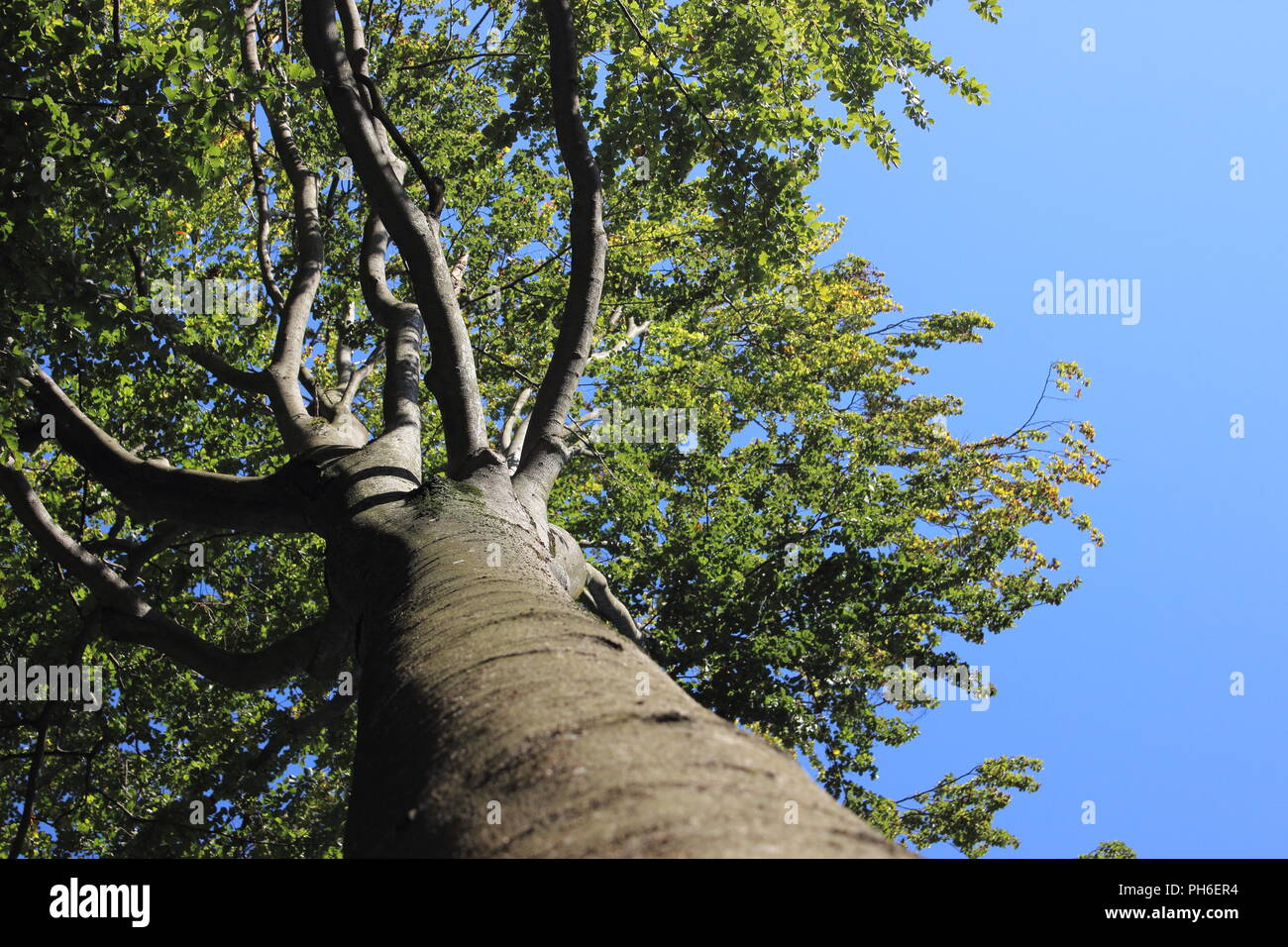 Tree viewed from the ground Stock Photo - Alamy