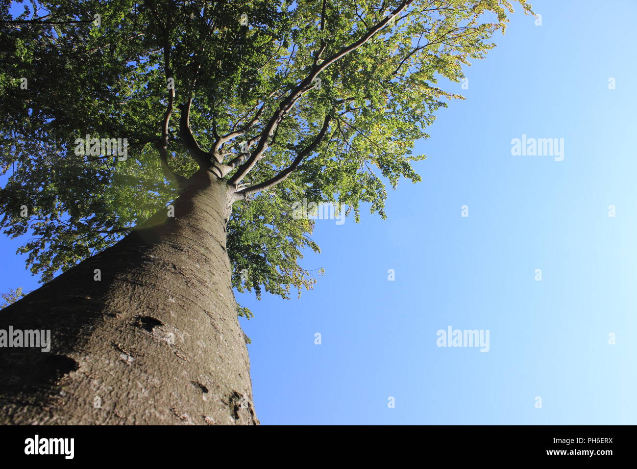 Tree top view of forest ground hi-res stock photography and images - Alamy