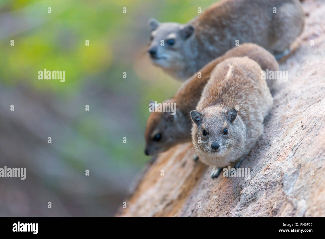 Rock Hyrax (Procavia capensis), Tanzania, East Africa Stock Photo - Alamy