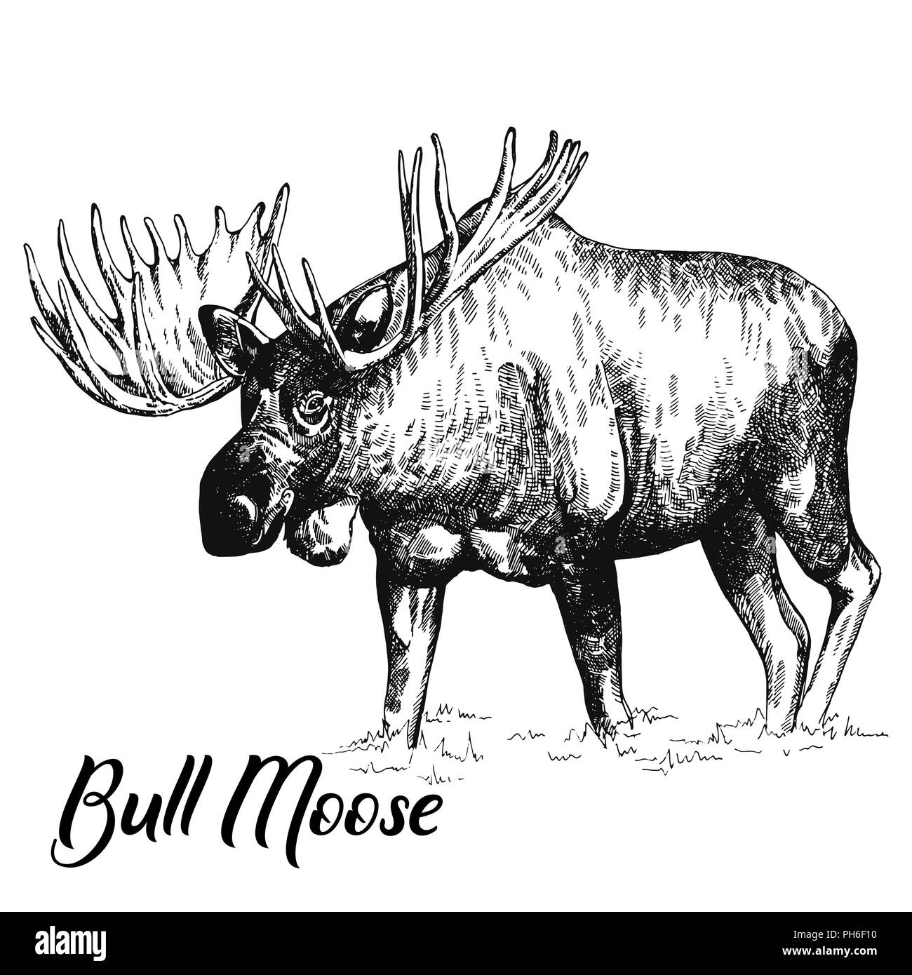 Hand drawn sketch style moose isolated on white background. Vector ...