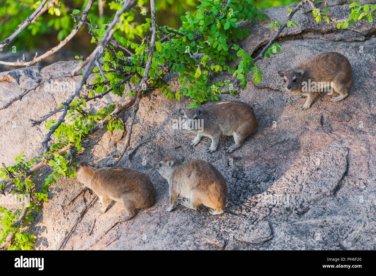 Rock Hyrax (Procavia capensis), Tanzania, East Africa Stock Photo - Alamy