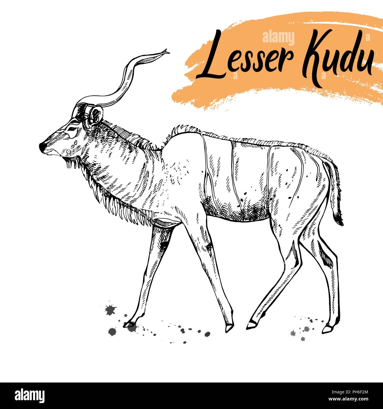 Wild kudu africa Stock Vector Images - Alamy