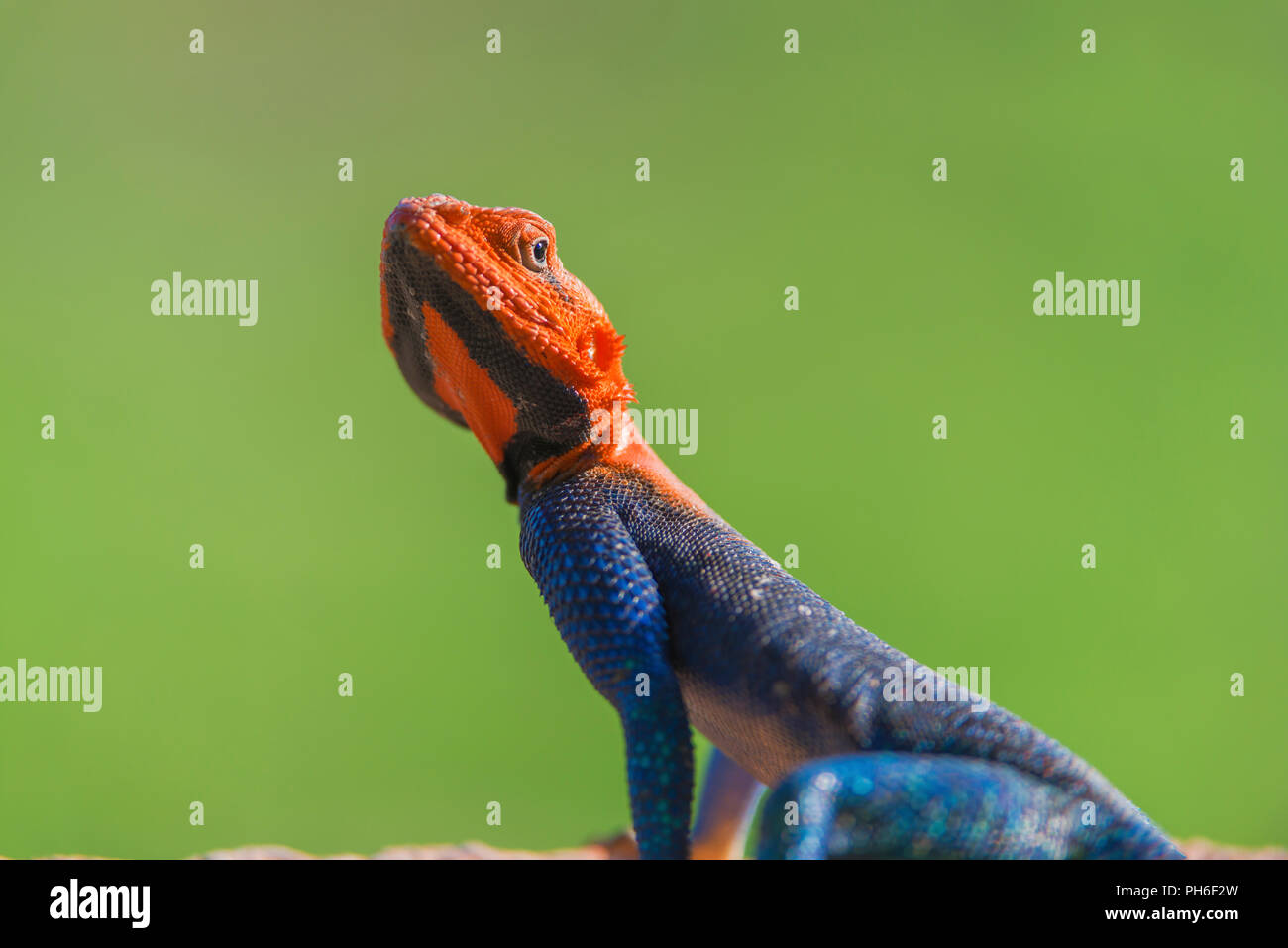 Kenyan rock agama (Agama lionotus), Tanzania, East Africa Stock Photo ...
