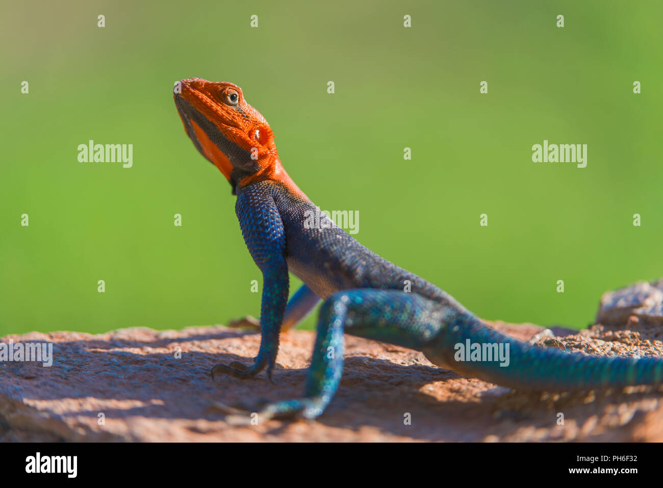 Lionotus hi-res stock photography and images - Alamy