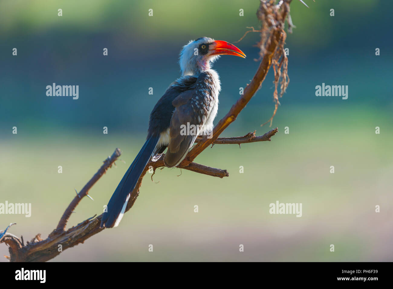 Ruaha red billed hornbill hi-res stock photography and images - Alamy