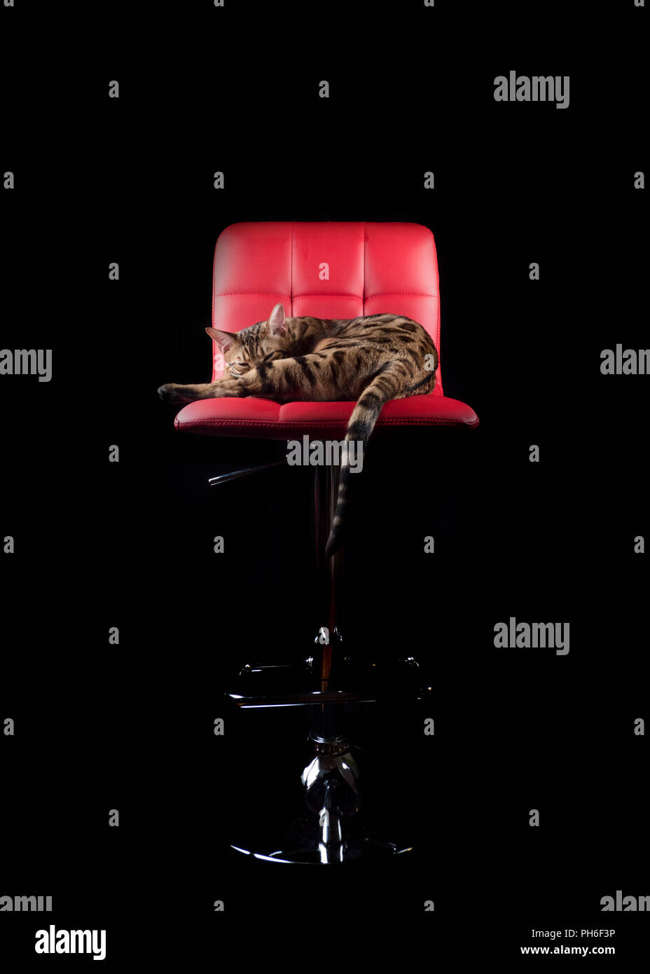 gorgeous bengal cat lying on a red bar stool, black background studio ...
