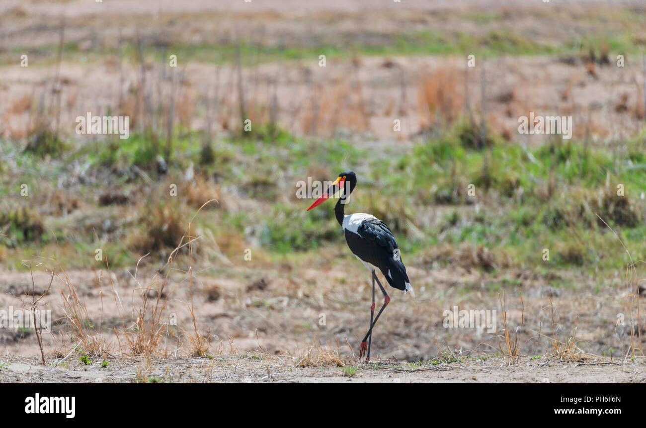 Tanzanian stork hi-res stock photography and images - Alamy