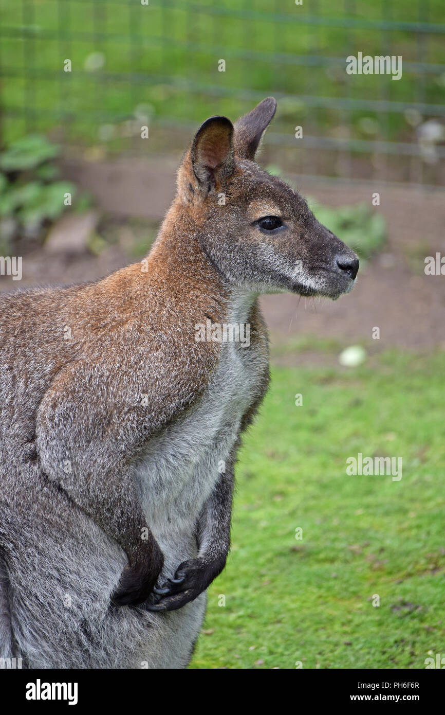 Red necked wallaby scotland hi-res stock photography and images - Alamy