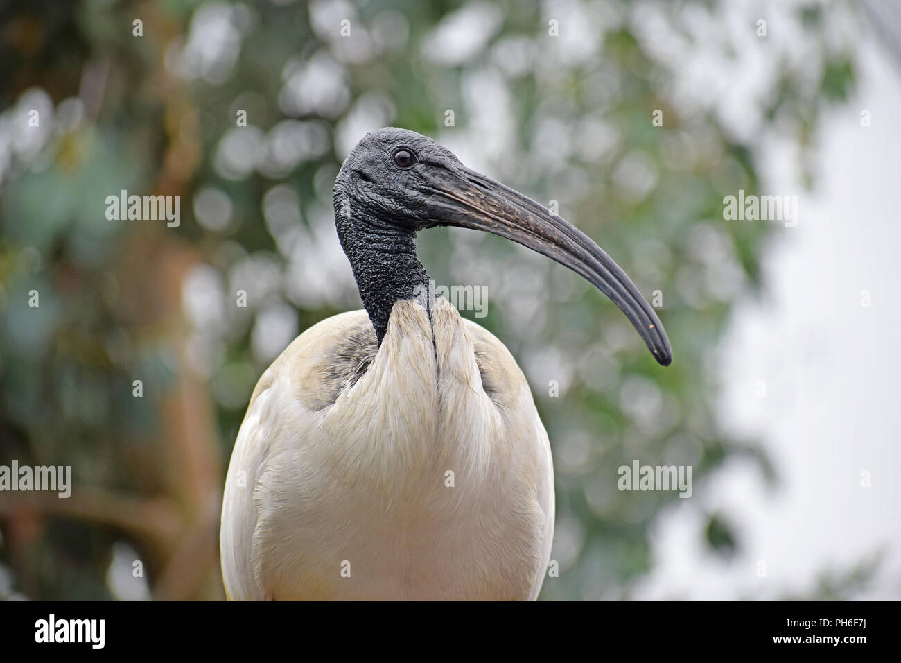 Sacred Ibis - Head Shot Stock Photo - Alamy