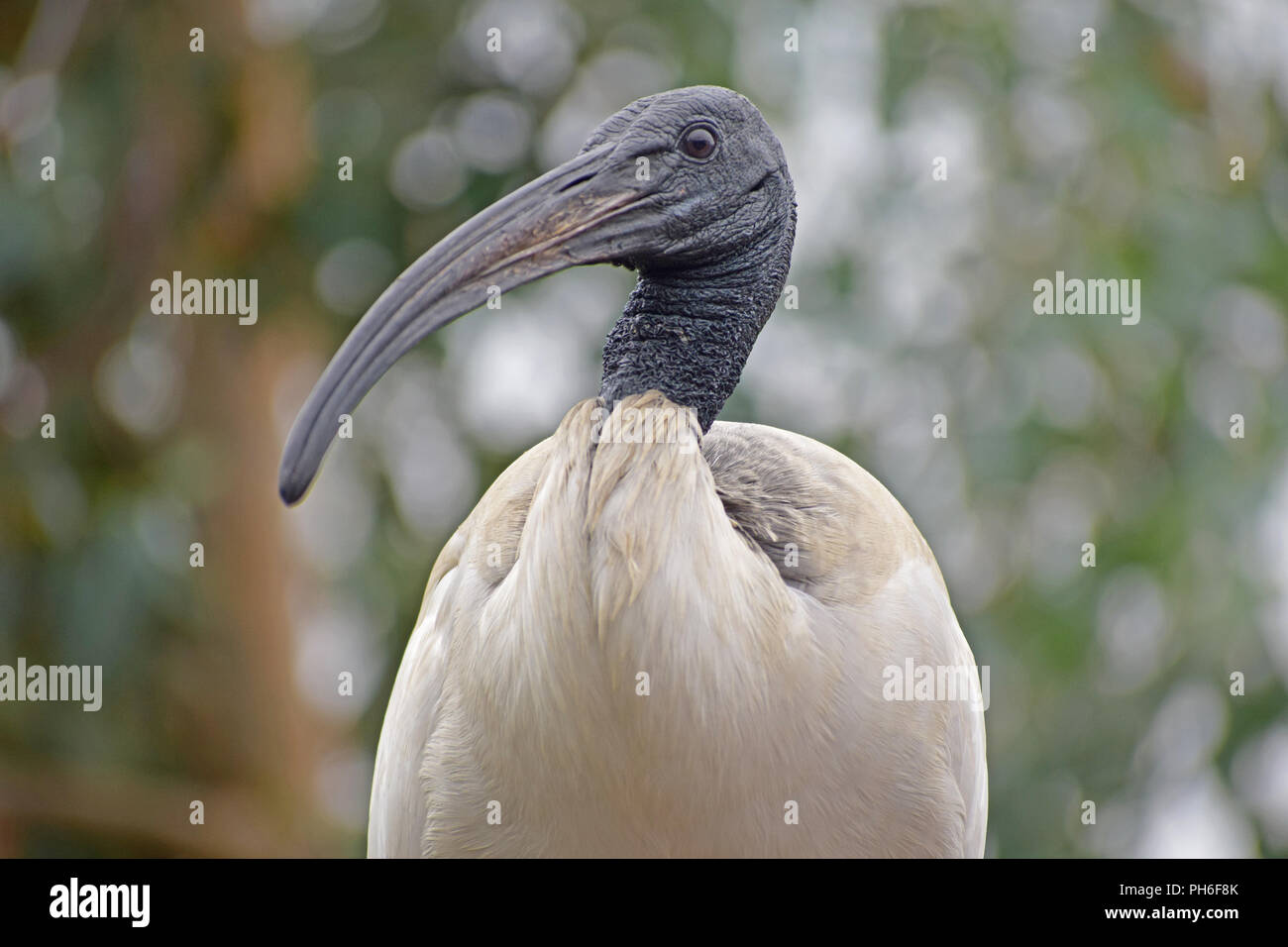 Sacred Ibis - Head Shot Stock Photo - Alamy