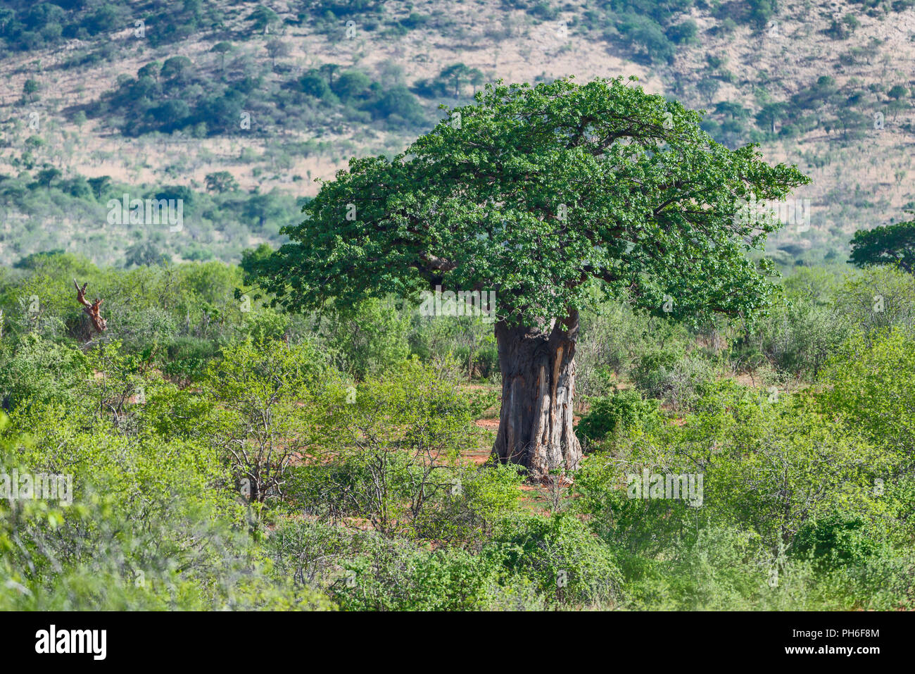 Tanzania ruaha baobab tree hi-res stock photography and images - Alamy