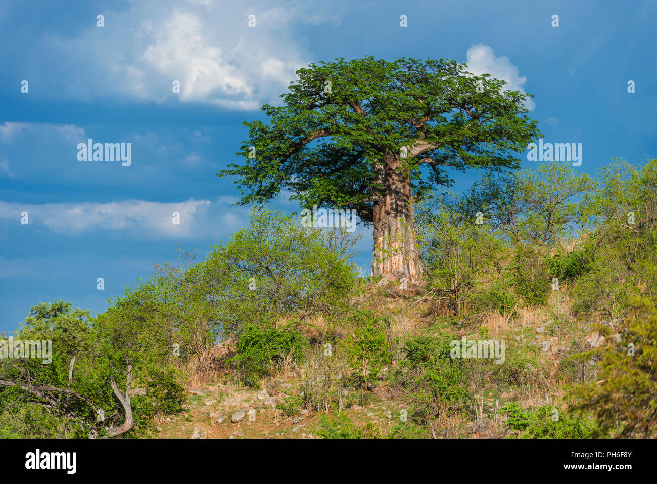 Tanzania ruaha baobab tree hi-res stock photography and images - Alamy