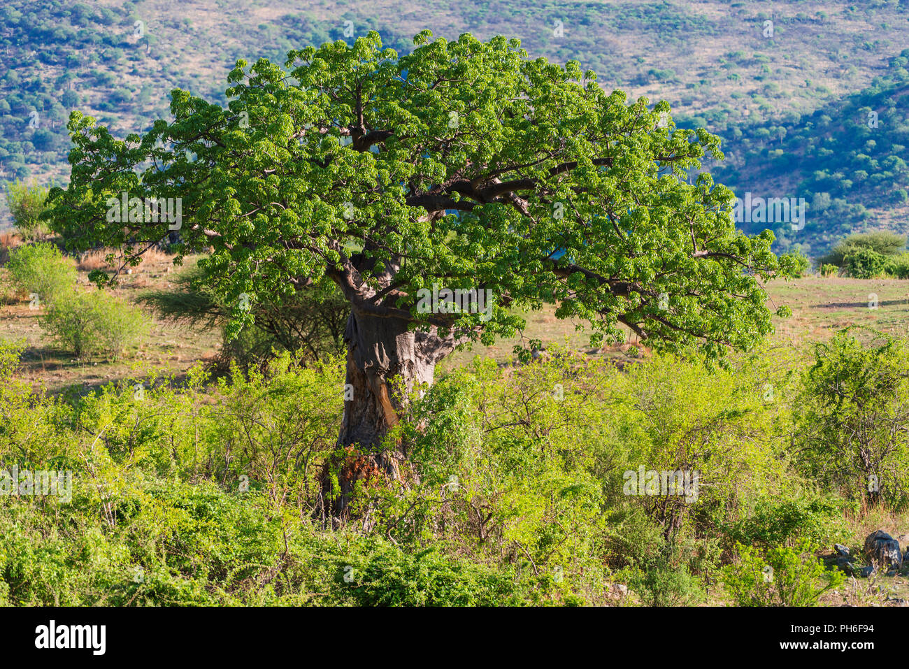 Lonely tree, Savanna landscape, Tanzania, East Africa Stock Photo - Alamy