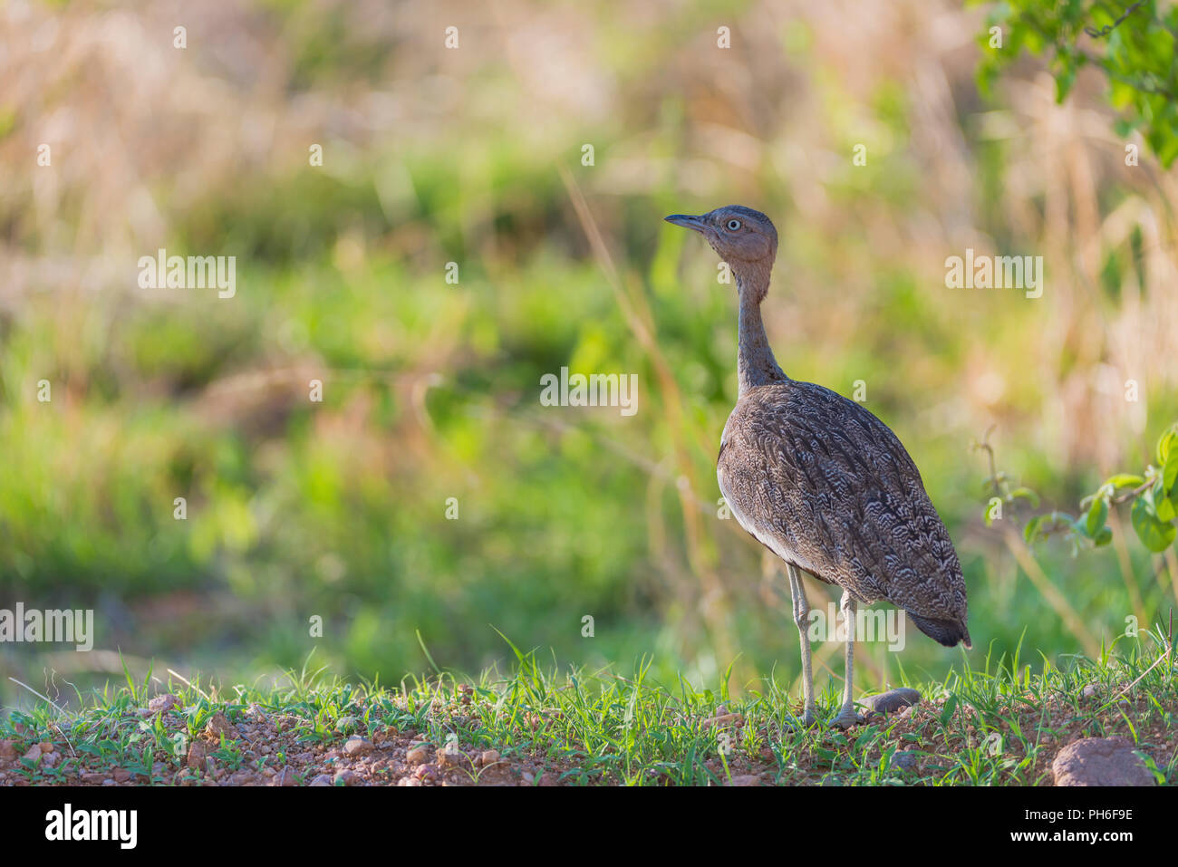 Buff-crested bustard, (Lophotis gindiana), Tanzania, East Africa Stock ...