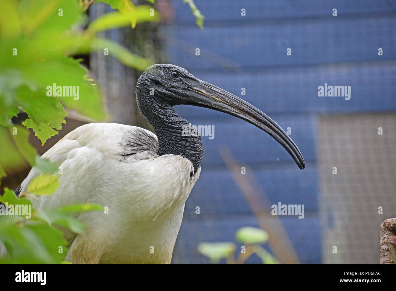 Sacred Ibis - Head Shot Stock Photo - Alamy