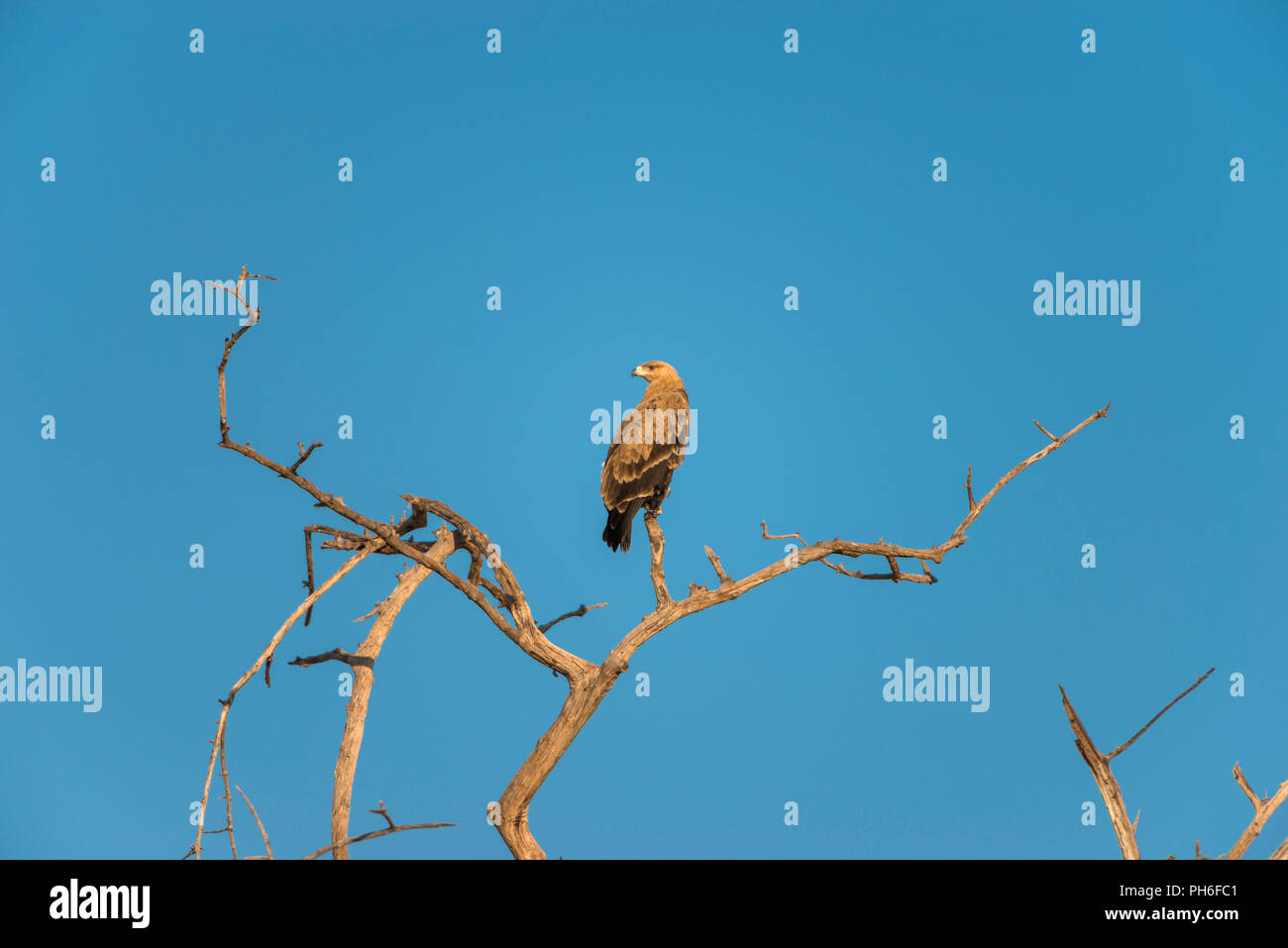 Savannah hawk hi-res stock photography and images - Alamy