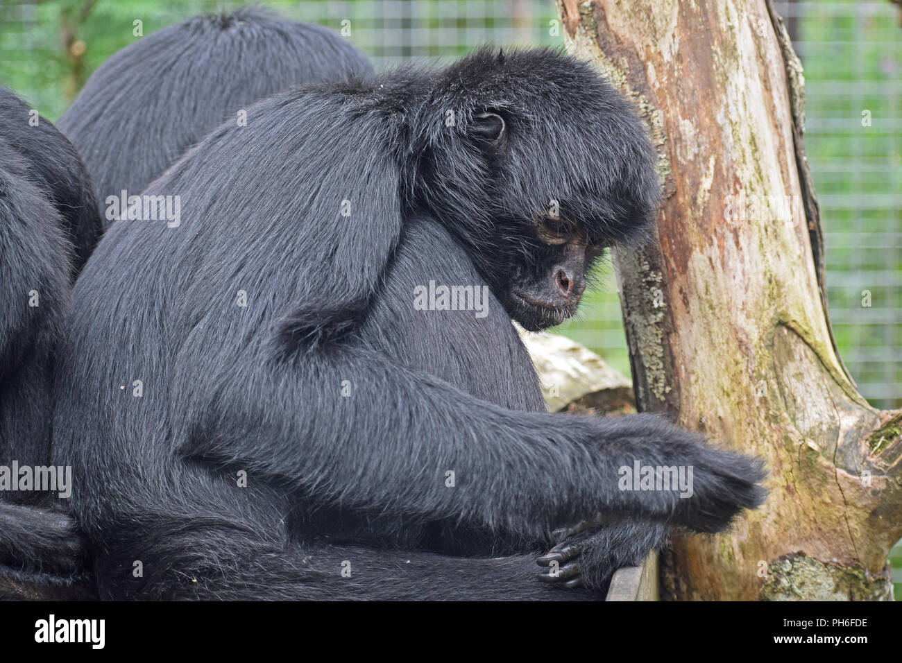 Spider Monkey - Sitting, Head Shot Stock Photo - Alamy
