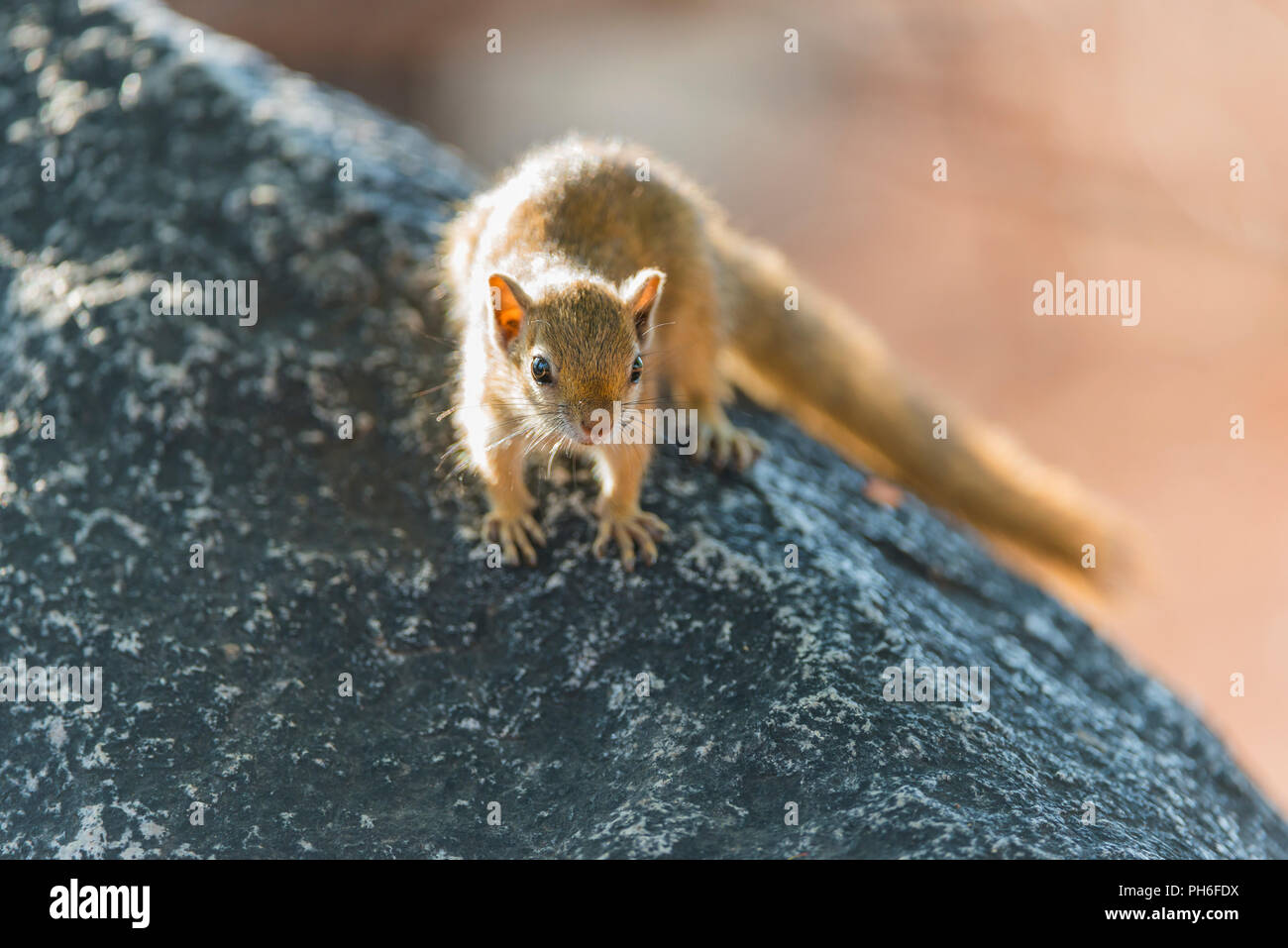 Tree Squirrel, Smith's bush squirrel, yellow-footed squirrel, Paraxerus ...