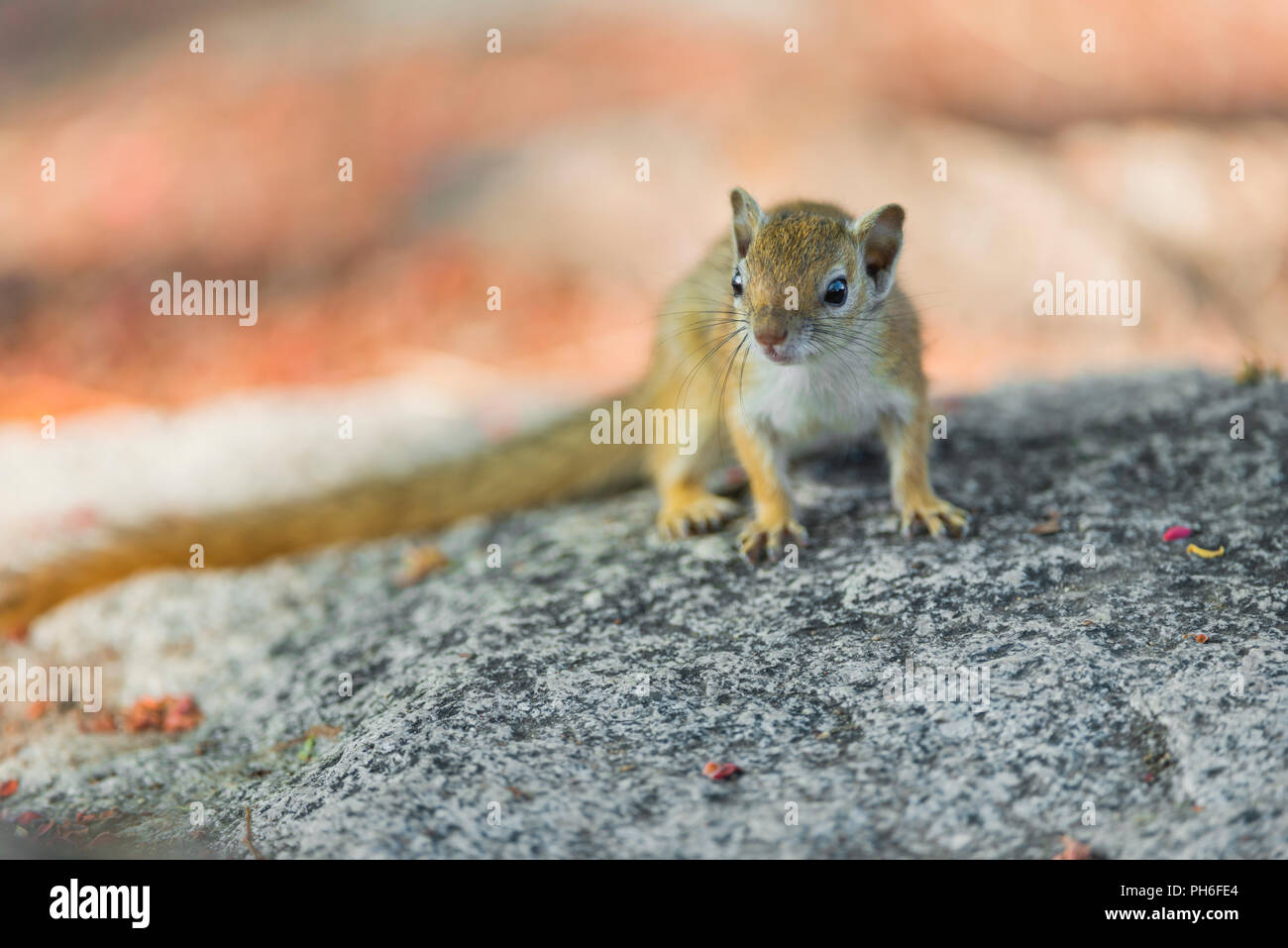 Tree Squirrel, Smith's bush squirrel, yellow-footed squirrel, Paraxerus ...