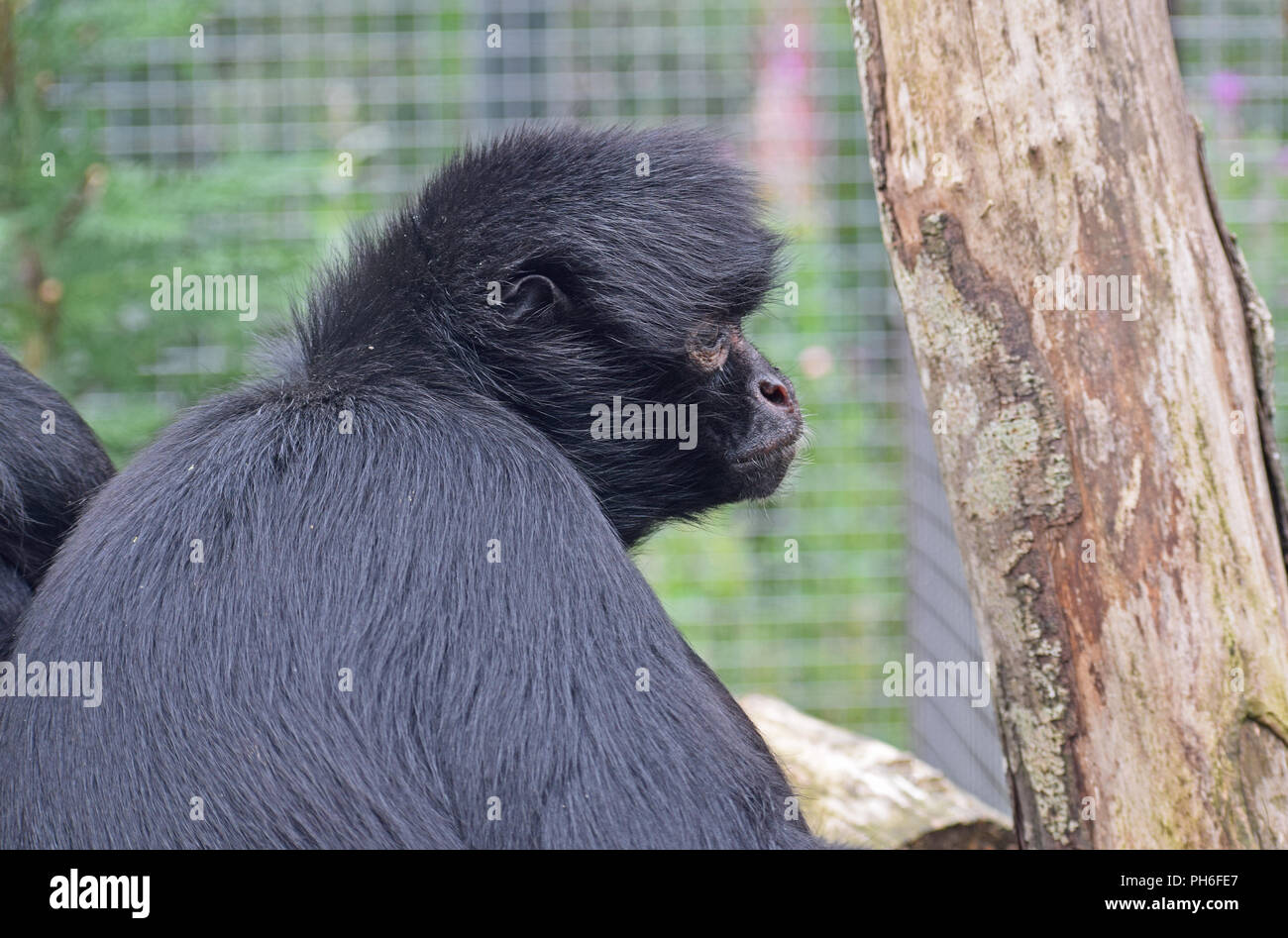 Spider Monkey - Sitting, Head Shot Stock Photo - Alamy