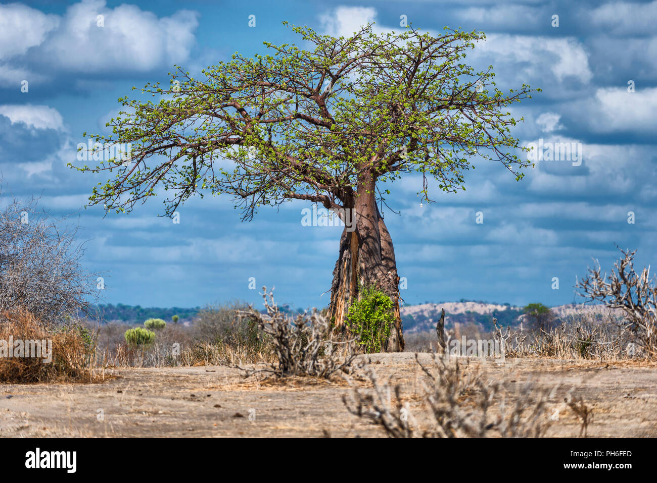 Tanzania ruaha baobab tree hi-res stock photography and images - Alamy